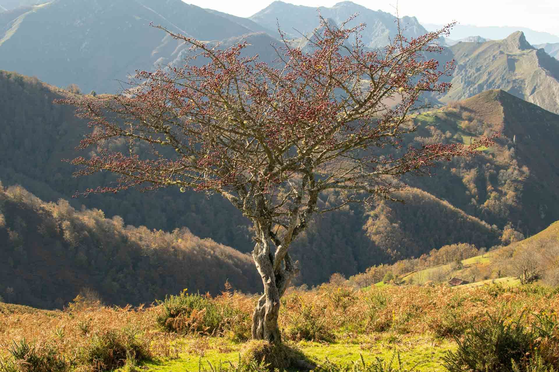 Ruta al Pico Cuyargayos. Senderismo en el Parque Natural de Redes ...