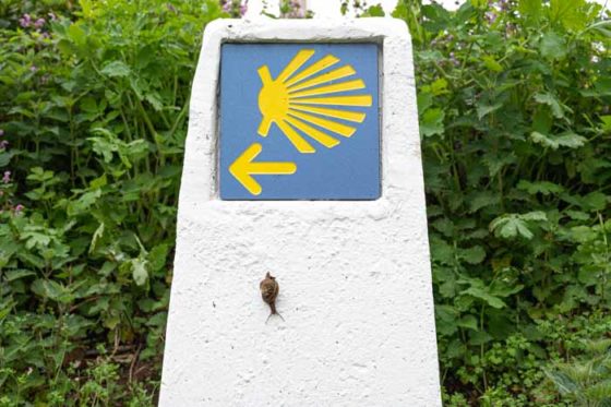 De Tineo a Pola de Allande, etapa 4 del Camino de Santiago Primitivo ...